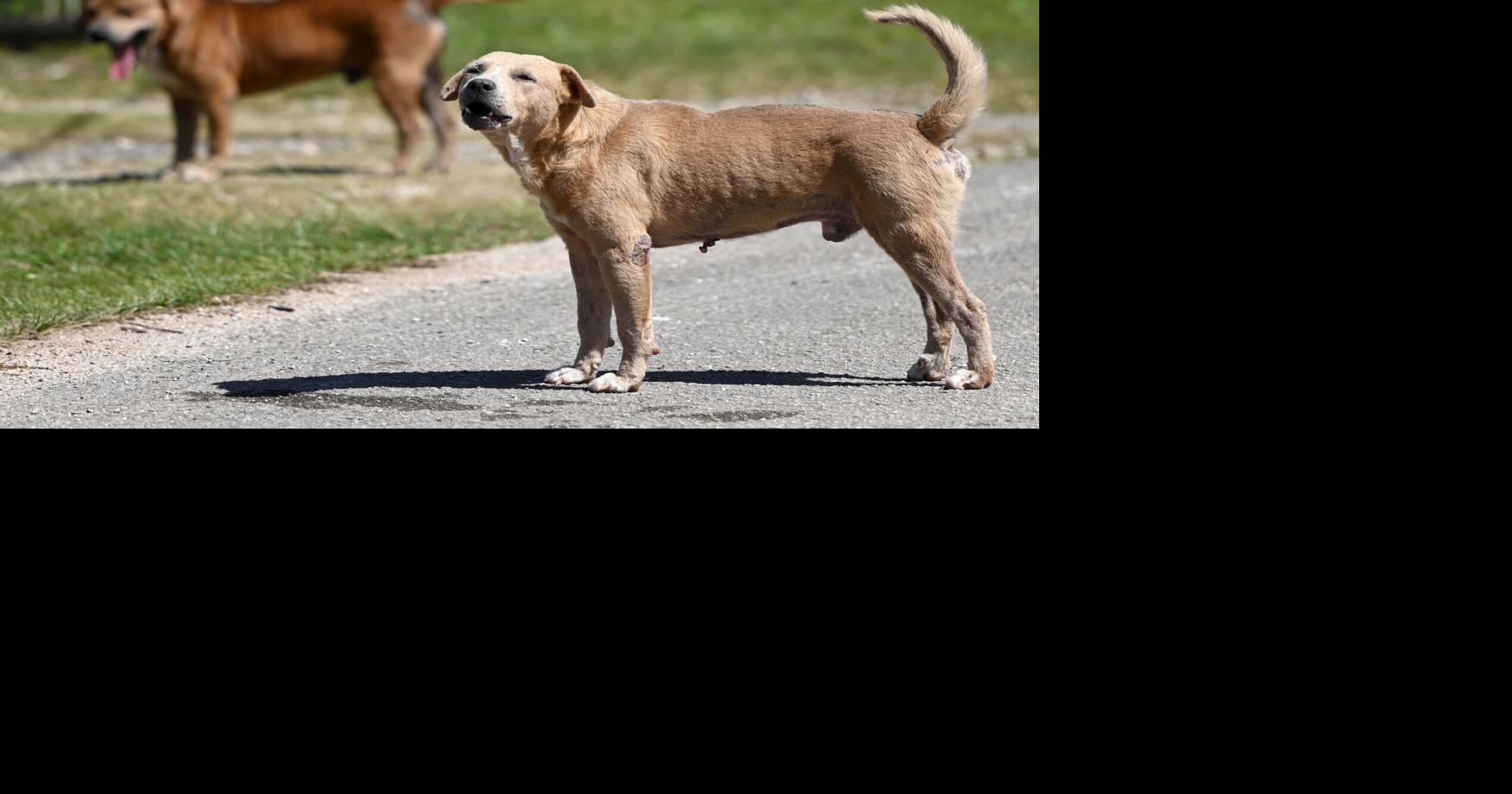 Guam efforts to tackle stray animal population gain momentum | News ...