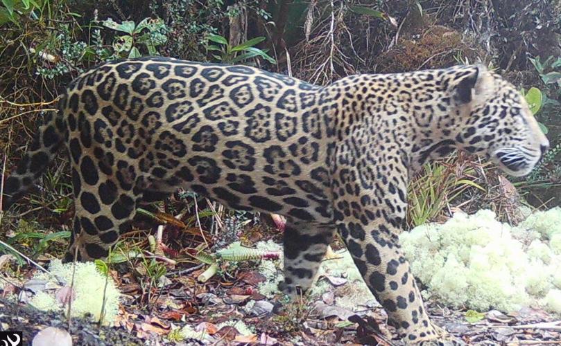 Rare ‘cloud jaguar’ caught on camera for first time in 10 years ...
