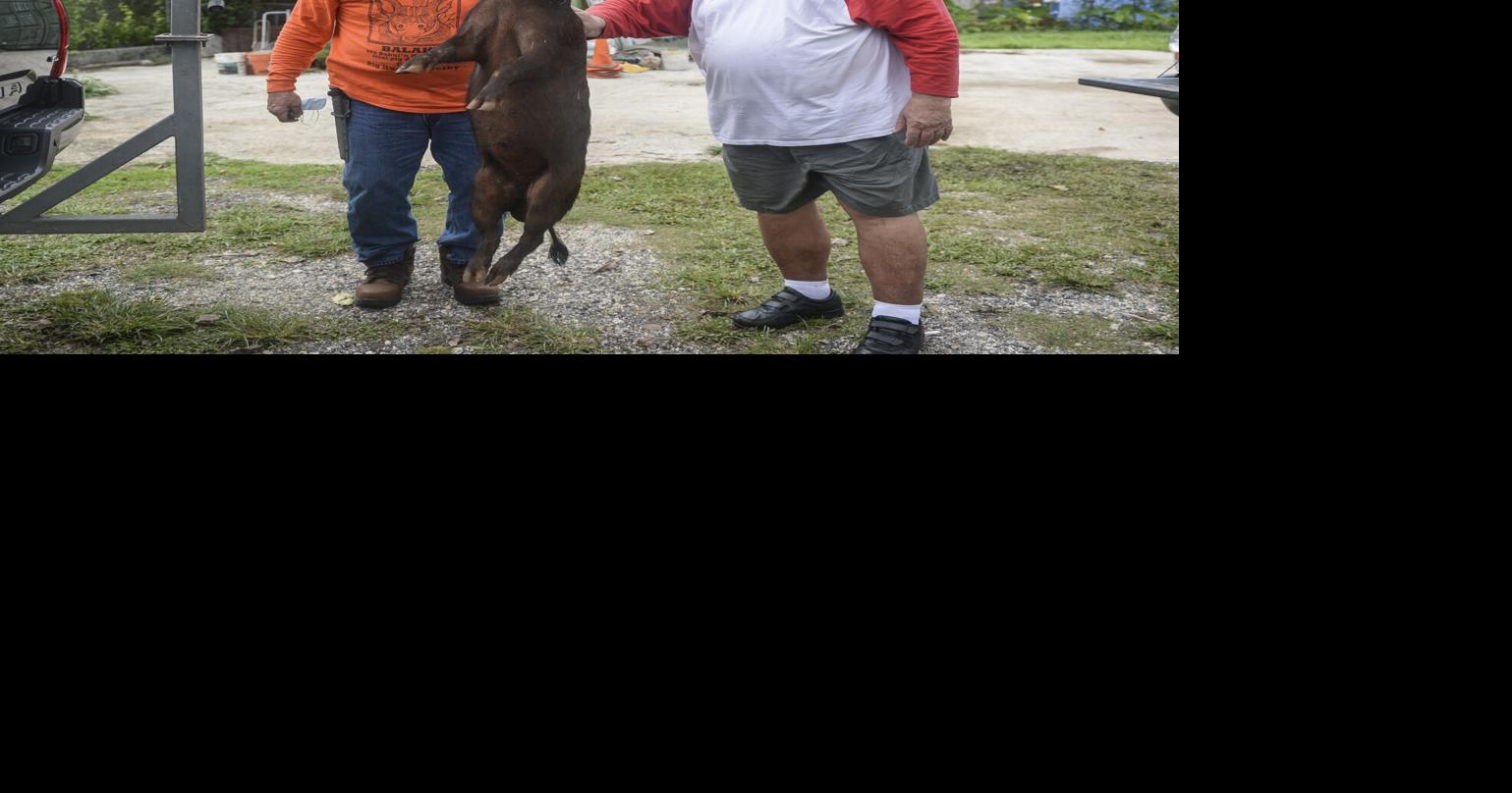 Guam Agriculture seeks hunters for Field to Fork pig hunt | News ...