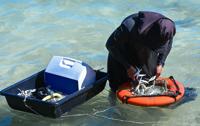 Catching ti'ao at East Hagåtña Bay | News | guampdn.com