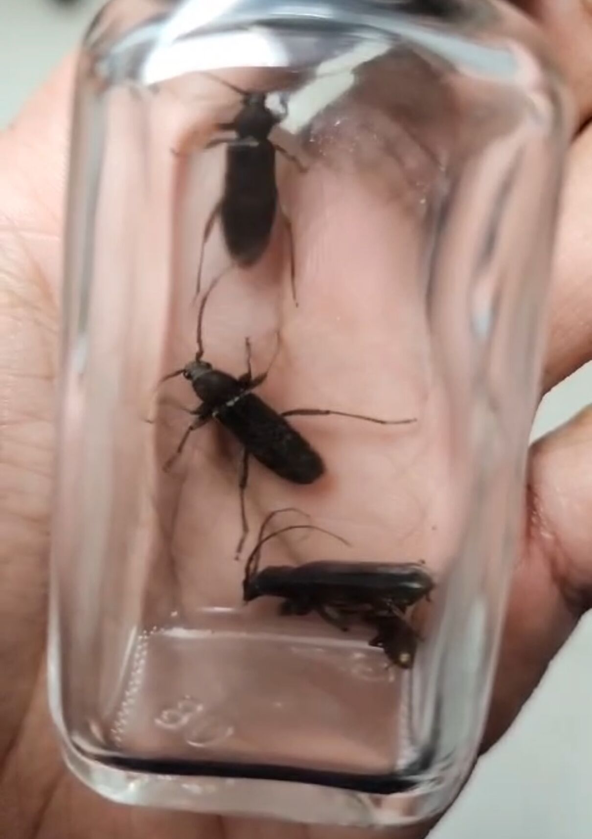 Customs officers find potentially invasive beetle in shipping container ...