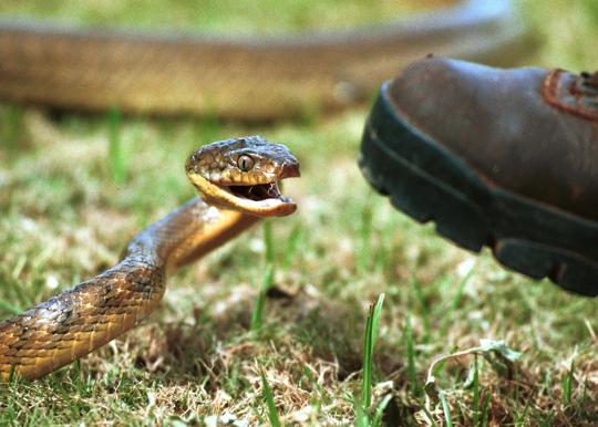 Feds' lease terminations hit Guam's brown tree snake control program's ...