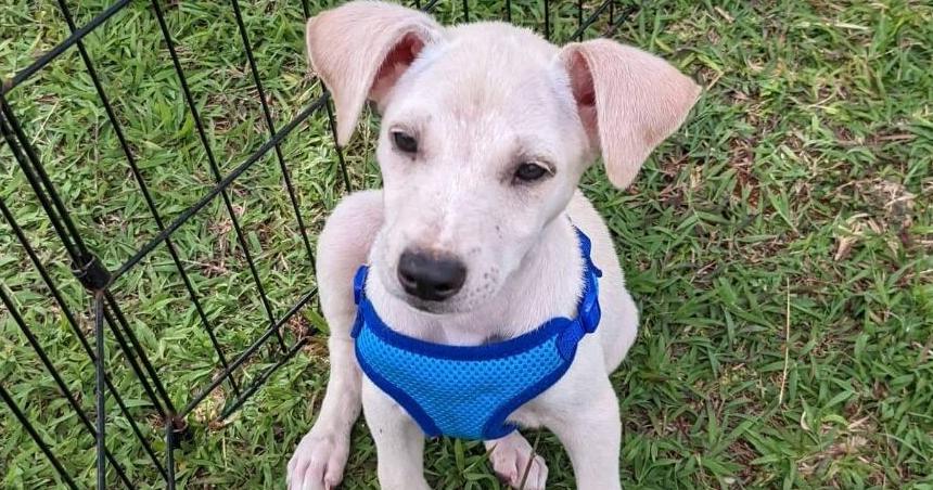 Pets of the Week from Guåhan Paws for Pets | Lifestyle | guampdn.com