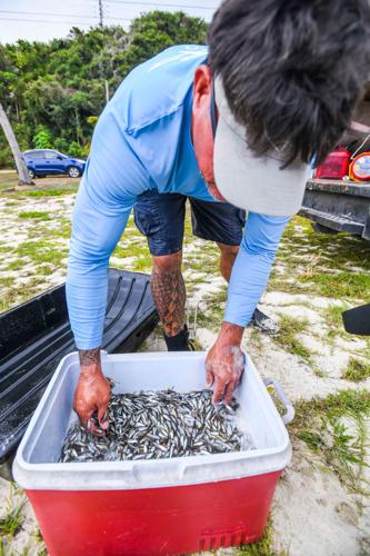 Mañahak - little fish, big demand | Local News | guampdn.com