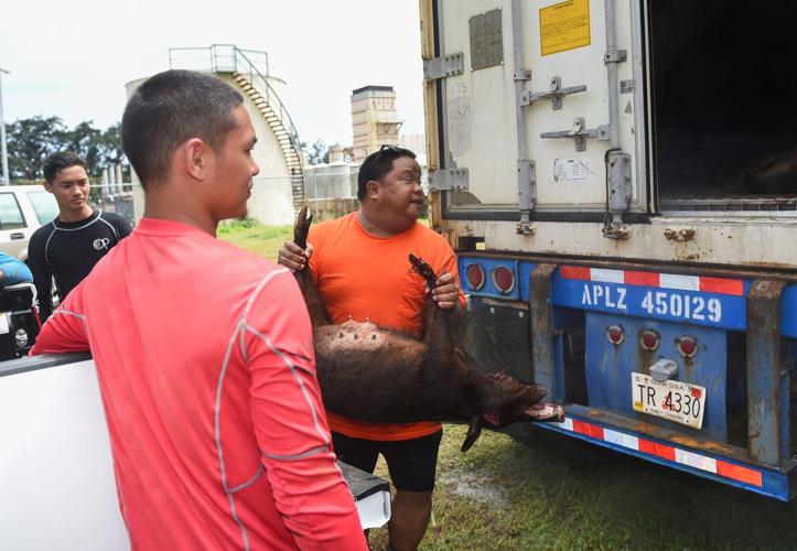 Guam Pig Hunting Derby 2020 | Local News | guampdn.com
