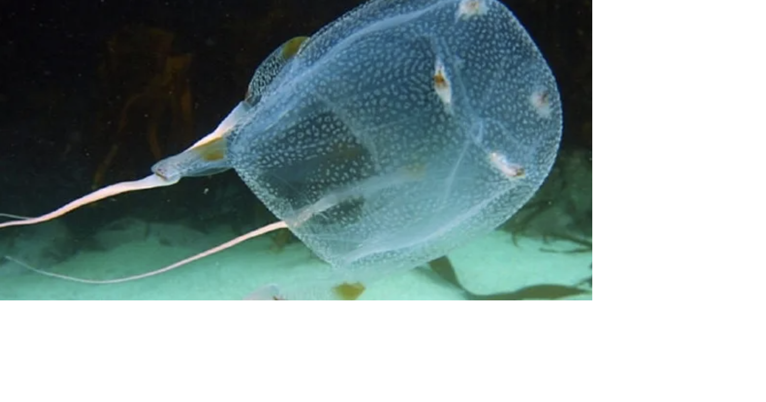 Box jellyfish expected Thursday through Saturday | News | guampdn.com
