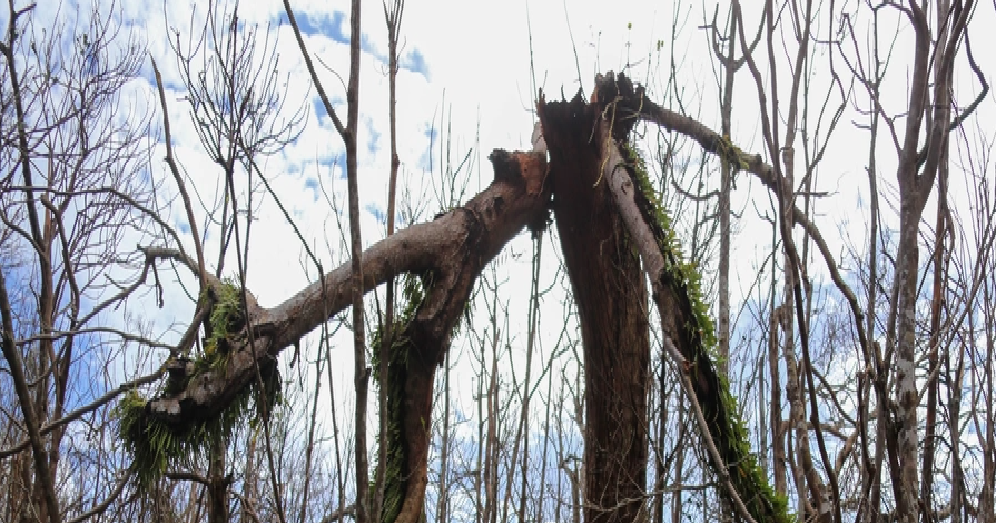 Sprigs re-growing from Guam's last mature håyun lågu tree die | News ...