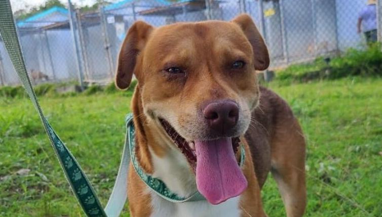 GAIN Pets of the Week | Lifestyle | guampdn.com