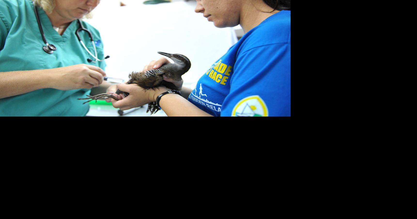 Guam's native ko'ko' bird population closely monitored | Lifestyle ...