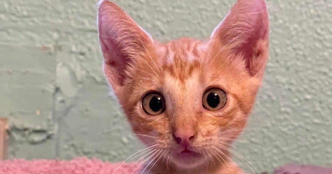 Pets of the Week from Guåhan Paws for Pets | Lifestyle | guampdn.com