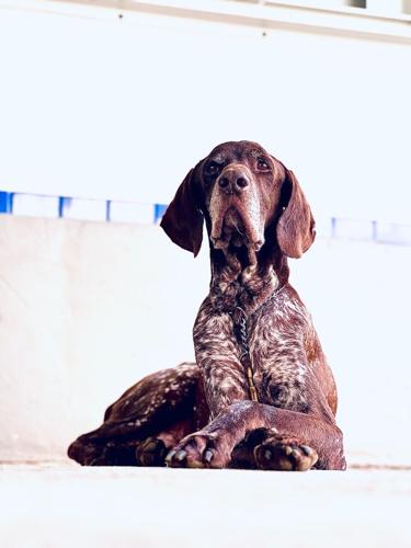 Guam airport's K-9 officer Rex retiring after nearly 8 years of service ...