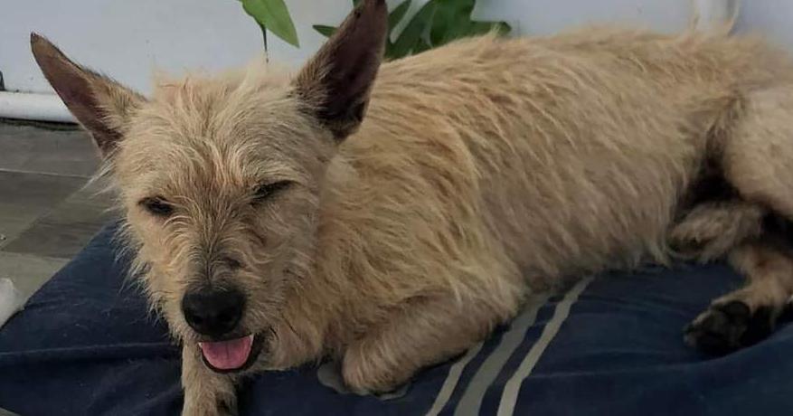 Pets of the Week from Guåhan Paws for Pets | Lifestyle | guampdn.com