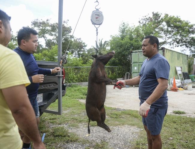 Wild pigs for cooking? Guåhan Sustainable Culture helps train how to ...