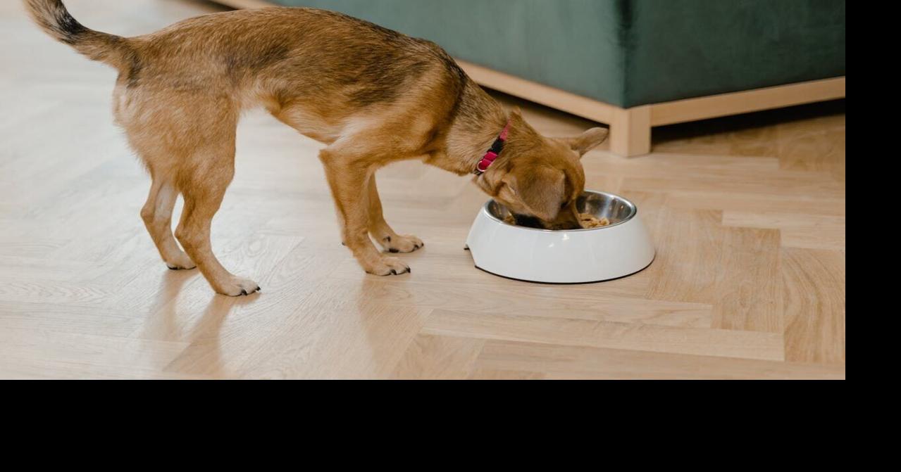 Does fancy dog food leave a larger carbon pawprint? | National News ...