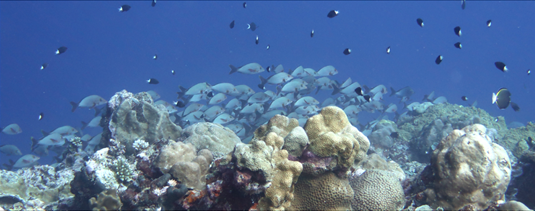 Report: Palau fisheries recovering from decades of overfishing | News ...