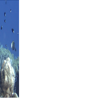 Report: Palau fisheries recovering from decades of overfishing | News ...