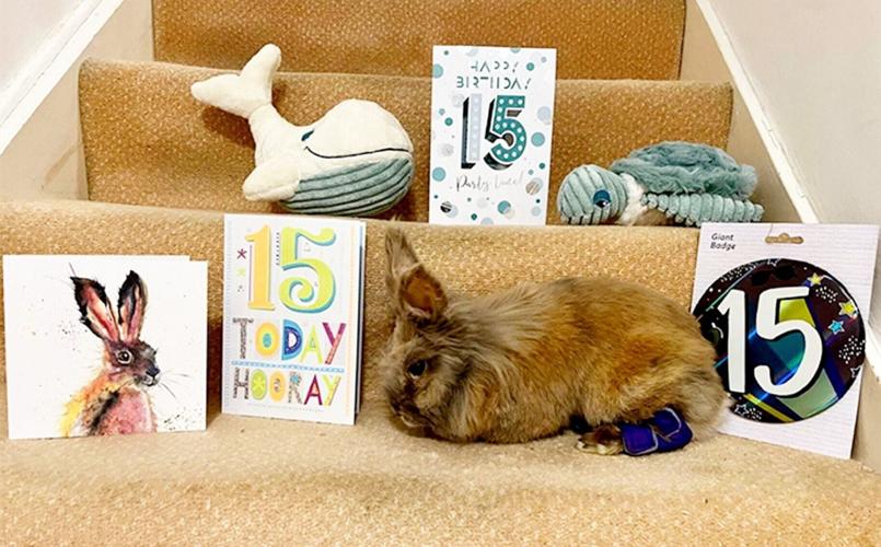 Rabbit named Herbie officially crowned world’s oldest bunny | National ...