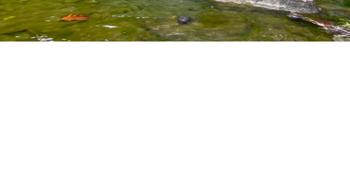 Boonie Stompers takes a challenging hike to Cetti Falls | Lifestyle ...