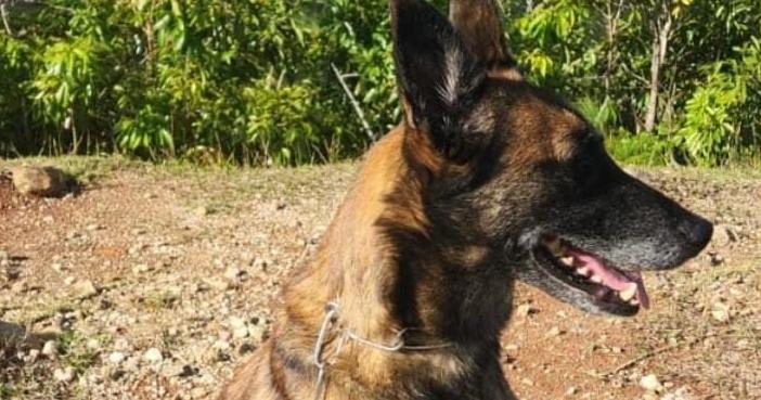 UPDATE: GPD locates missing police dog | News | guampdn.com