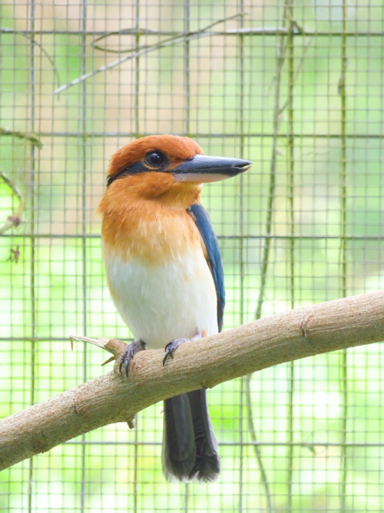 9 endangered Guam birds, sihek, find temporary home on Palmyra Atoll ...