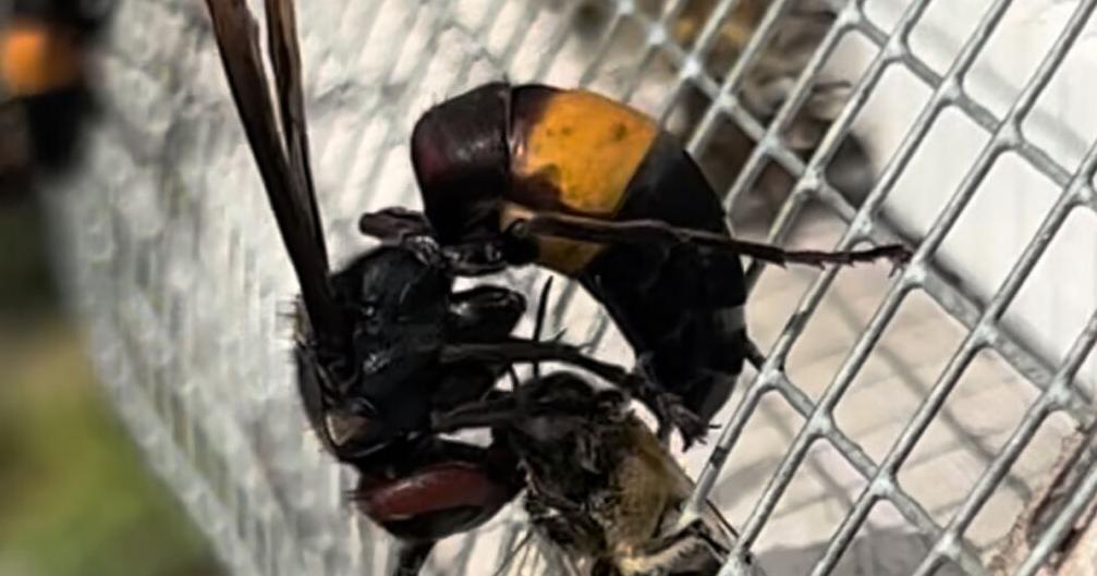 Hornet expert coming to Guam to discuss invasive greater banded hornet ...