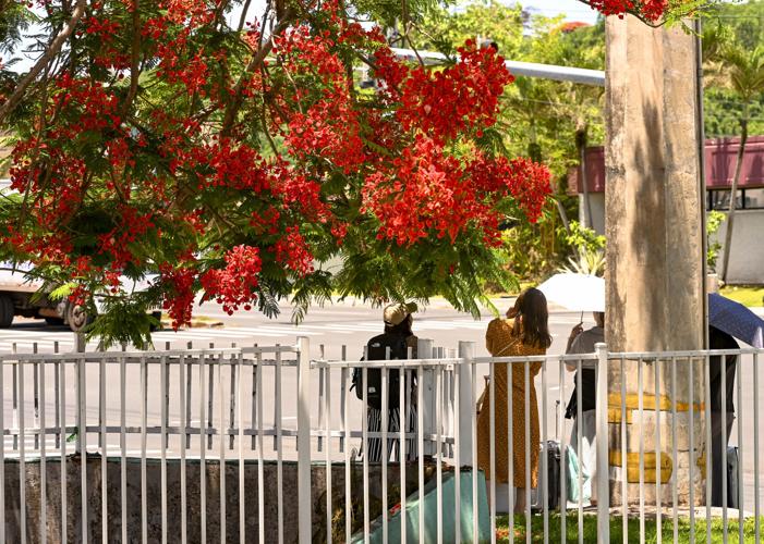 PHOTOS: The fiery blooms of the flame tree | Multimedia | guampdn.com