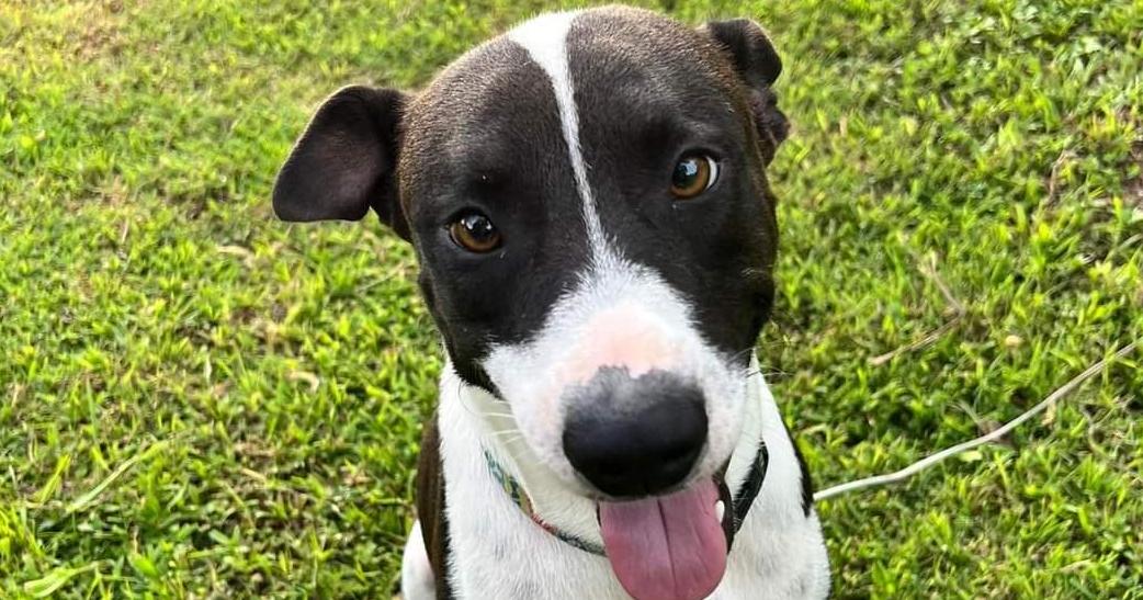 Pets of the Week from Guåhan Paws for Pets | Lifestyle | guampdn.com