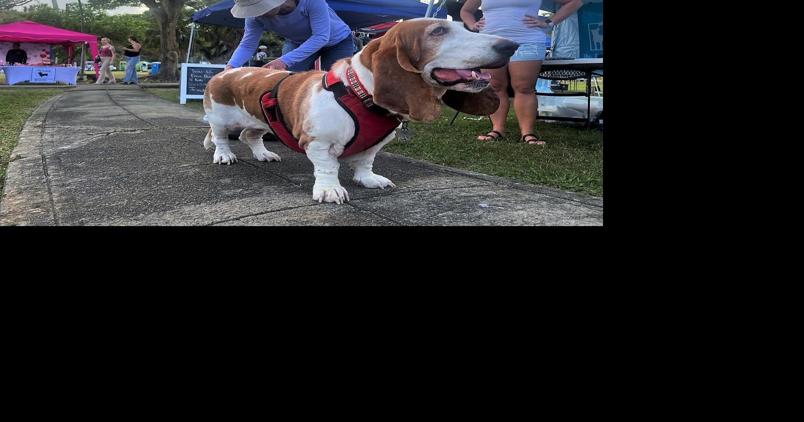 A howling success for 2nd Paws for Pets event | Lifestyle | guampdn.com