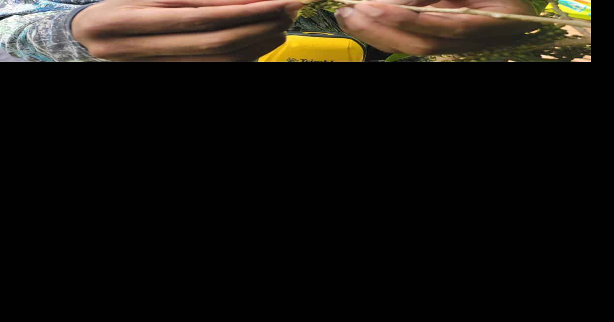 Guarding rare Maesa walkeri seedlings during tropical storm | Lifestyle ...