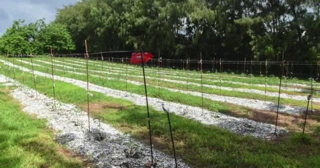 Students inspired by tomato-growing contest | Local News | guampdn.com