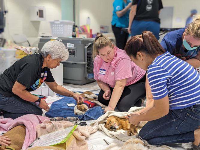 A busy pet spay, neuter clinic in Sinajana | Multimedia | guampdn.com