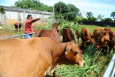 Bring in small cattle from Hong Kong to raise on Guam | Opinion ...