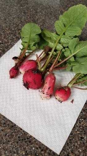 Guam Mama Cooks: Daigo’ don’t have to be yellow | Lifestyle | guampdn.com