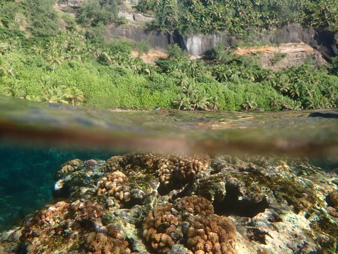 UOG Marine Lab researchers study coral genetics | | guampdn.com