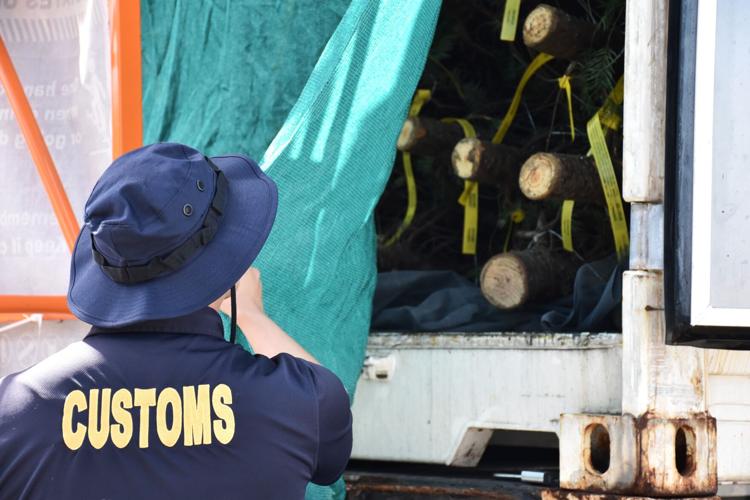 Guam Customs inspects fresh Christmas trees for invasive pests ...