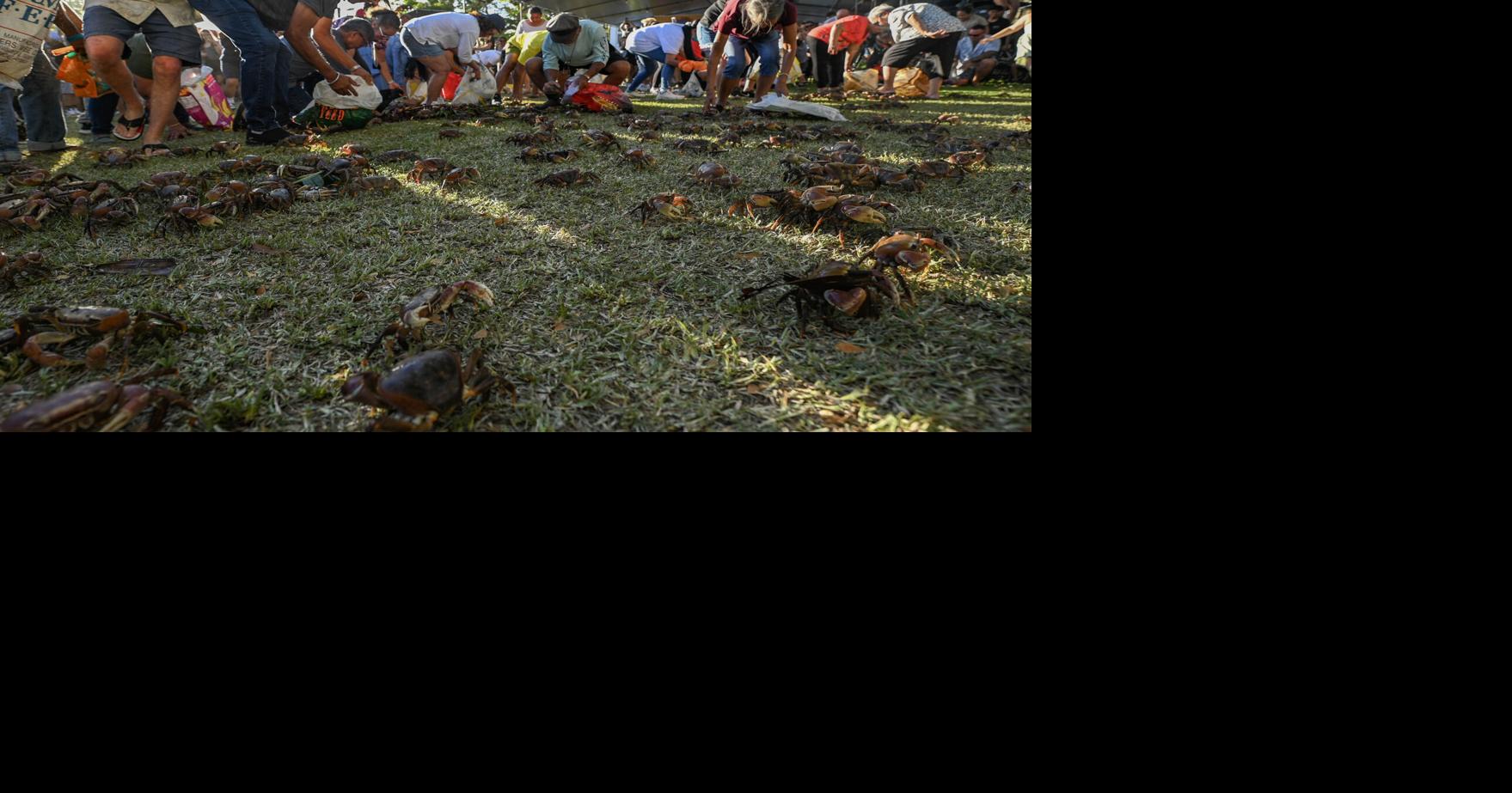 ‘Whatever you catch, you take home’: Crab-catching contest draws large ...