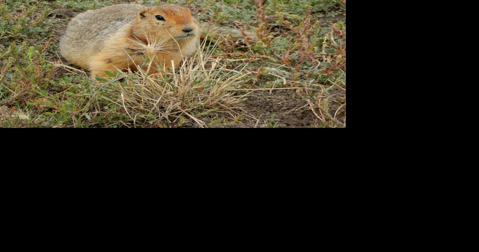 Ancient squirrel poop reveals ‘remarkable’ details about Arctic ...