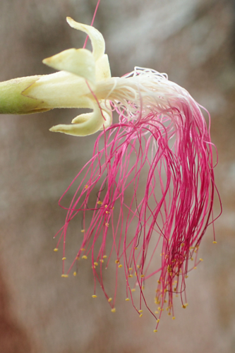 Indigenous spirituality and the håyun lågu tree | Lifestyle | guampdn.com