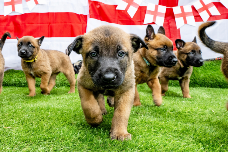 New police puppy recruits named after World Cup stars | National News ...