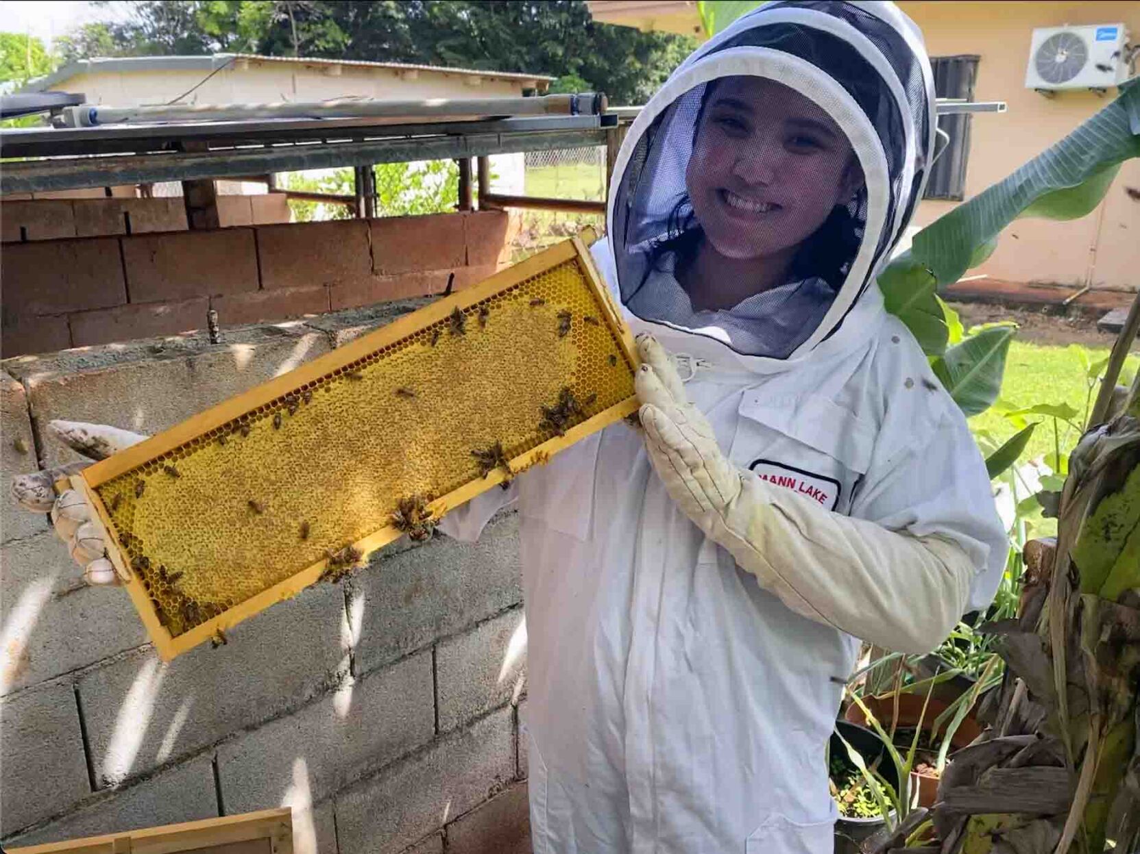 UOG study: Tångantångan among main food sources of Guam honeybees ...