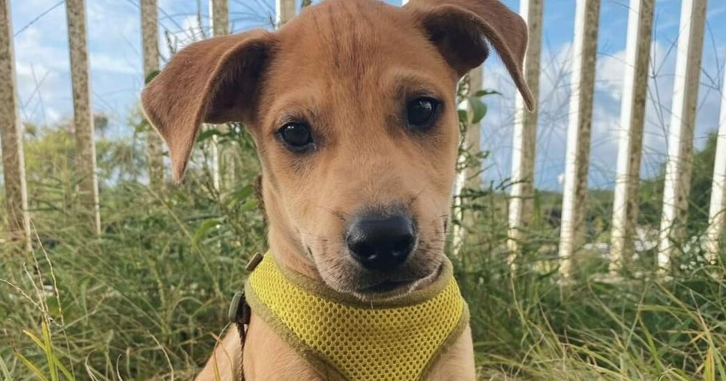 Pets of the Week from Guåhan Paws for Pets | Lifestyle | guampdn.com