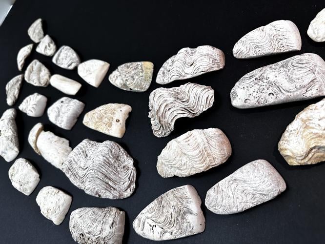 OPINION Bevacqua: The importance of the hima, yesterday and today ...