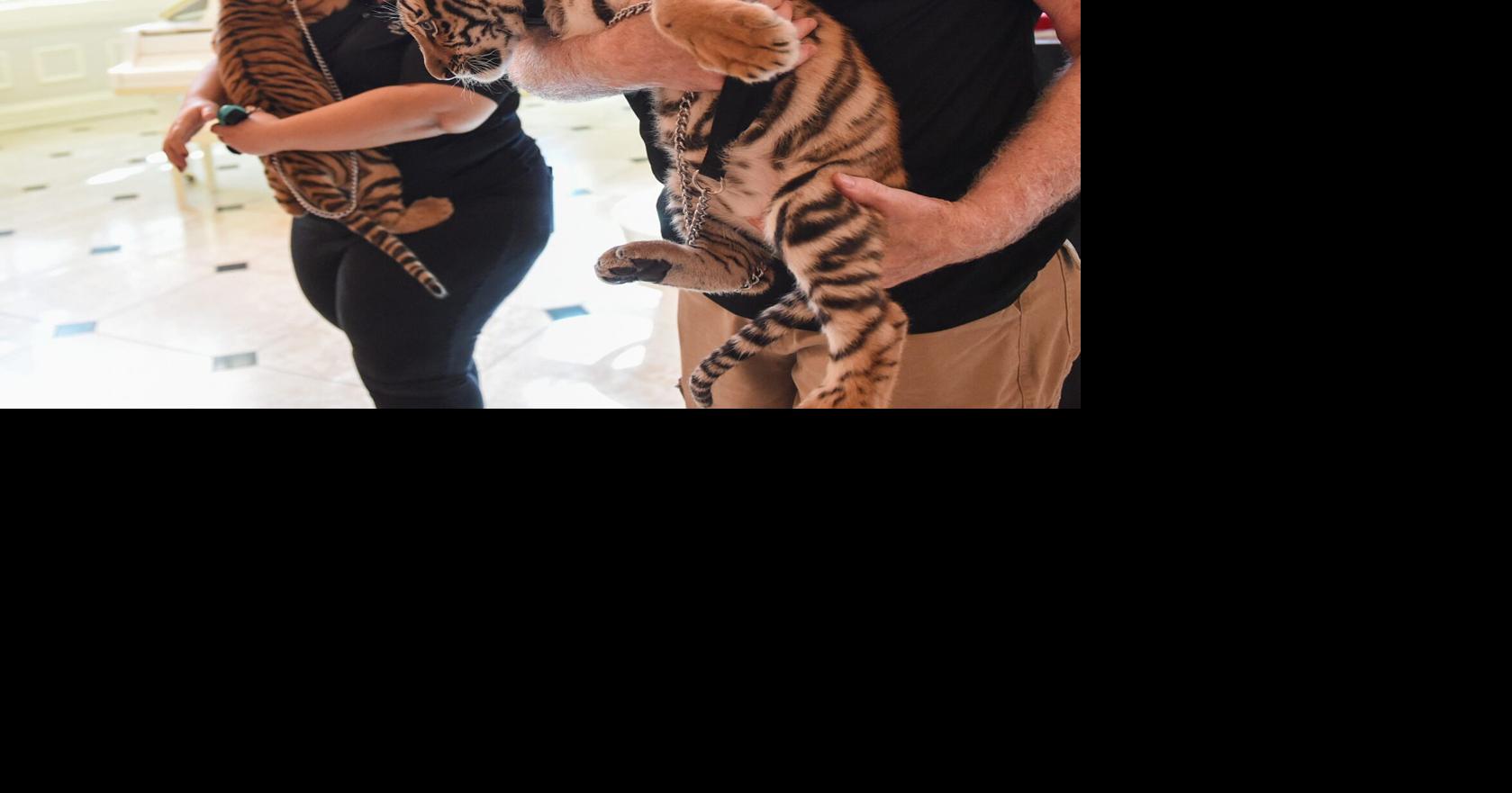 SandCastle welcomes two female tiger cubs cubs Xena and Alita ...