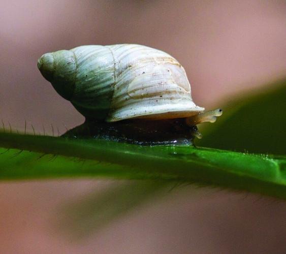 Endangered species found in the Marianas | Local News | guampdn.com