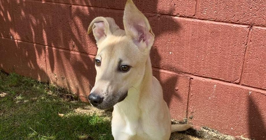 Pets of the Week from Guåhan Paws for Pets | Lifestyle | guampdn.com