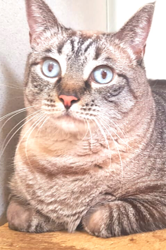 GAIN Pet of the Week: Tinker | Lifestyle | guampdn.com