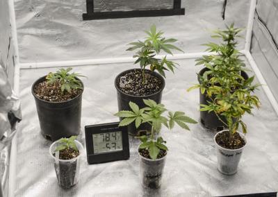 Bill would ease all-organic requirements for cannabis agriculture ...