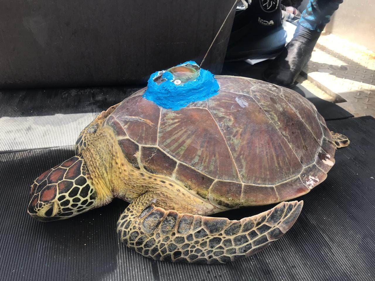 Department of Agriculture tracks endangered sea turtles in Guam's ...
