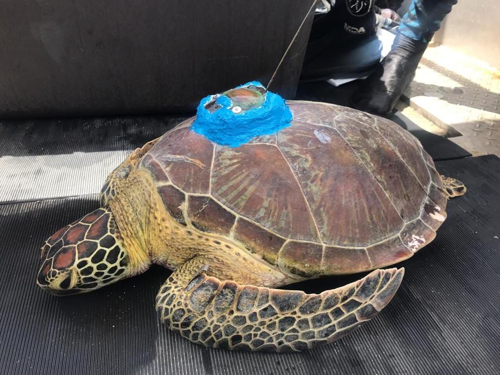 Department of Agriculture tracks endangered sea turtles in Guam's ...