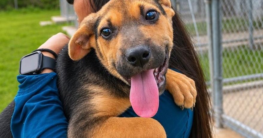 GAIN Pets of the Week: Meet the ones in need of a fur-ever home ...